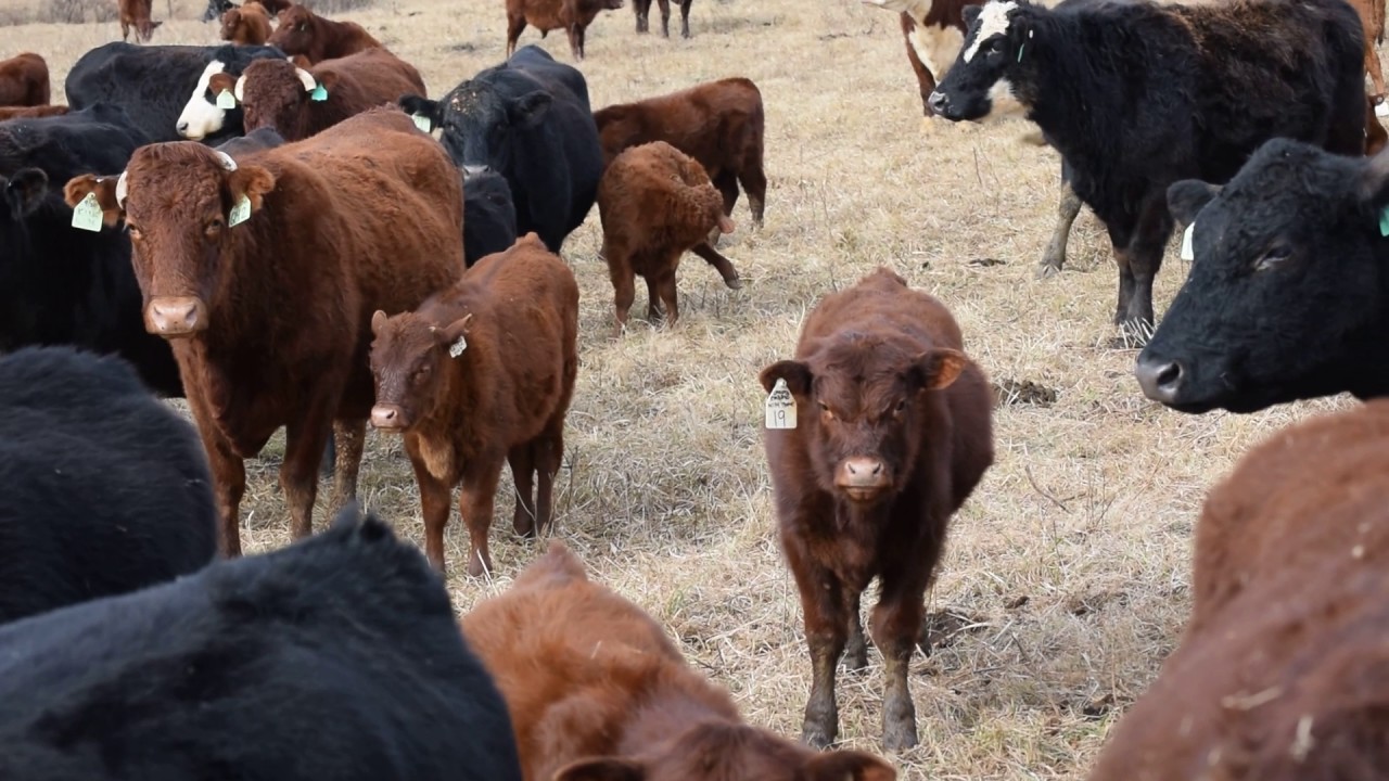 King Henry calves - YouTube
