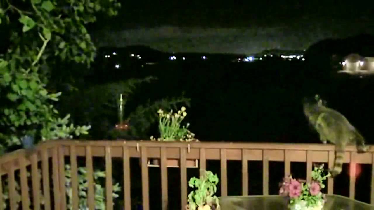Raccoon raiding our Hummingbird feeders - YouTube