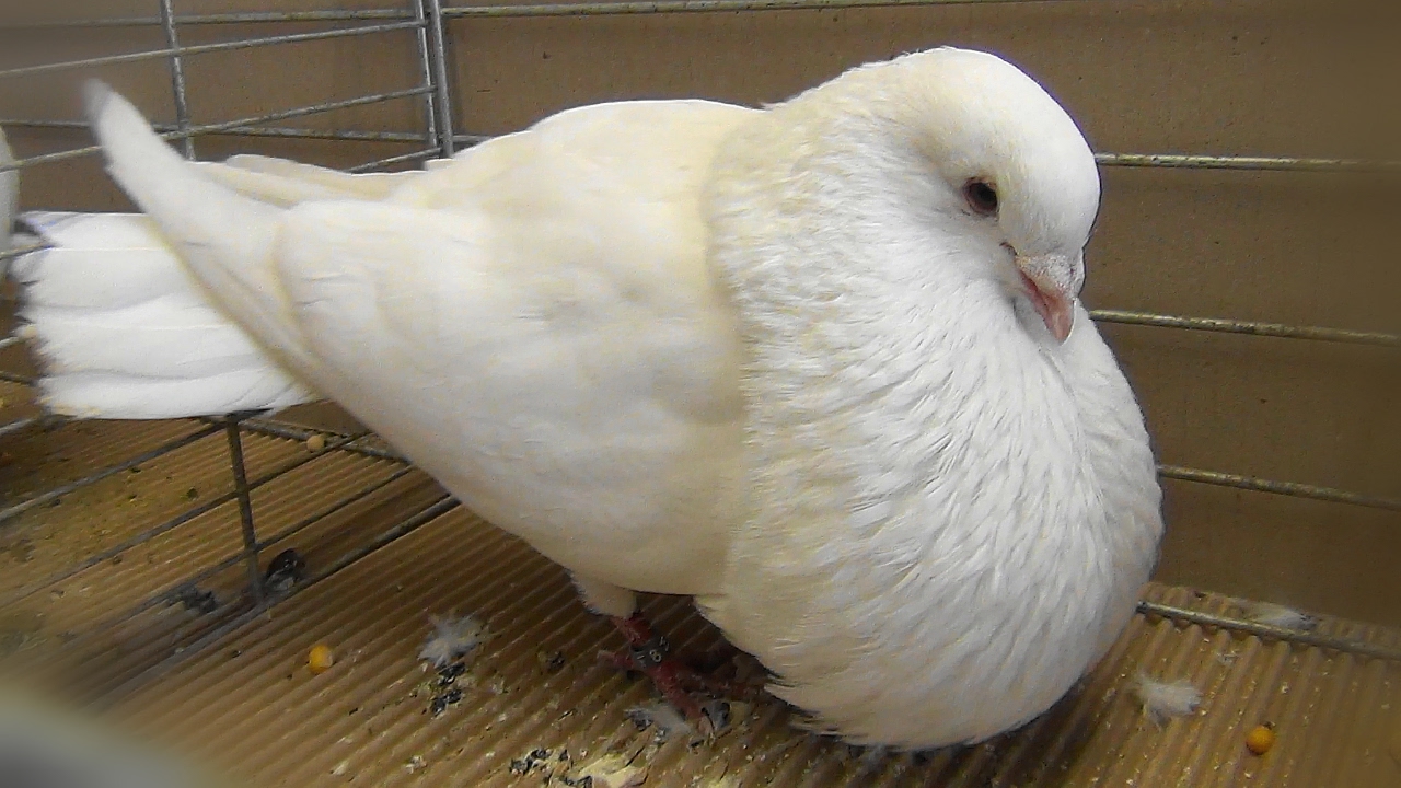 Pigeon Boulant Gaditano - Cropper - Kröpfer - Gozzuto - Kropper - YouTube