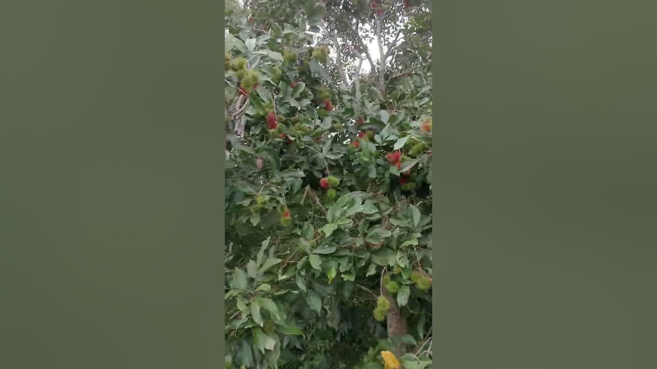 kawatan og rambotan - YouTube