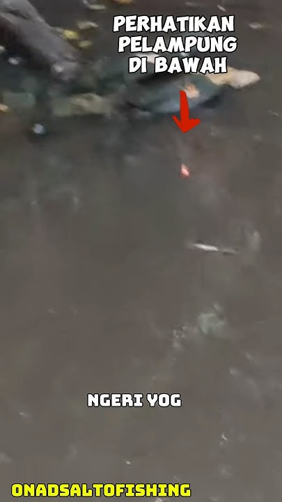 Mancing Ikan bujuk/kihung di pedalaman hutan rawa gunung meratus kalimantan - YouTube