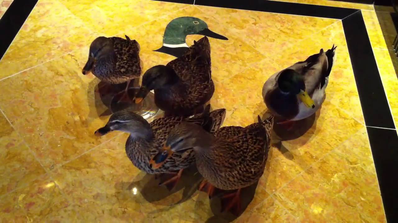 Peabody Hotel Duck March - YouTube