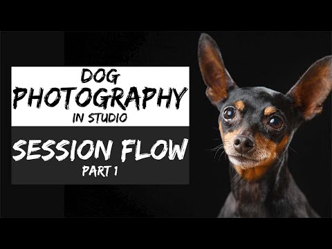 Getting Started in DOG PHOTOGRAPHY THE STUDIO - Session Flow (Part One ...