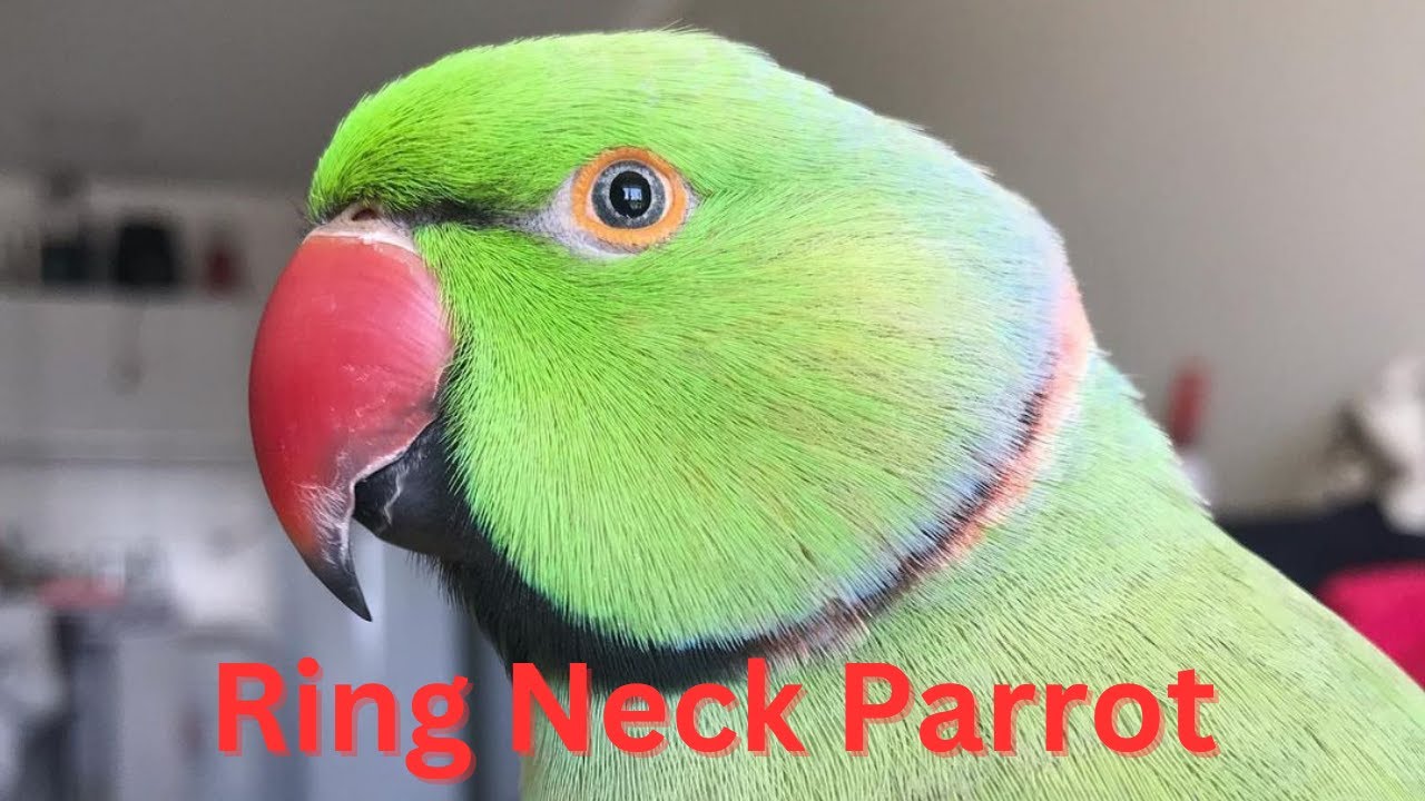 Adorable Ring Neck Parrot Indian Ring Neck Funny Parrot With Natural Voice Youtube