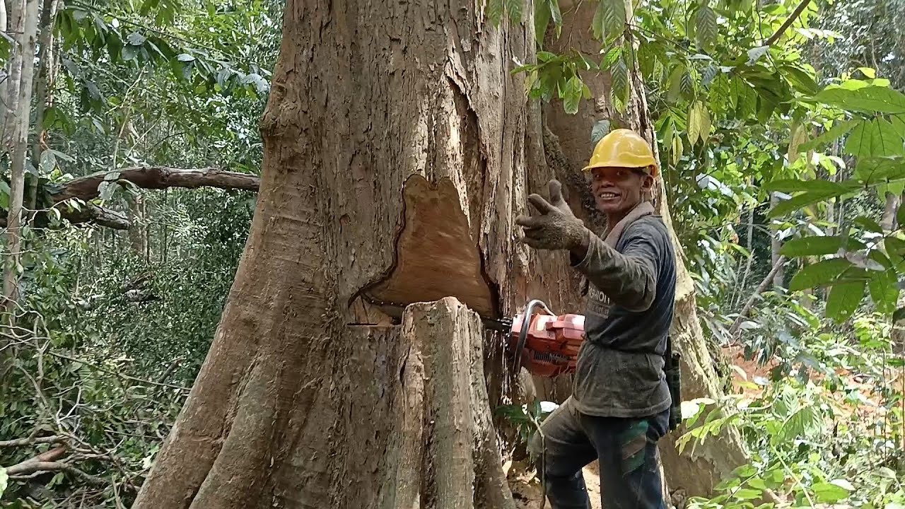 PENEBANG KAYU KERING SANGAT BHAYA - YouTube