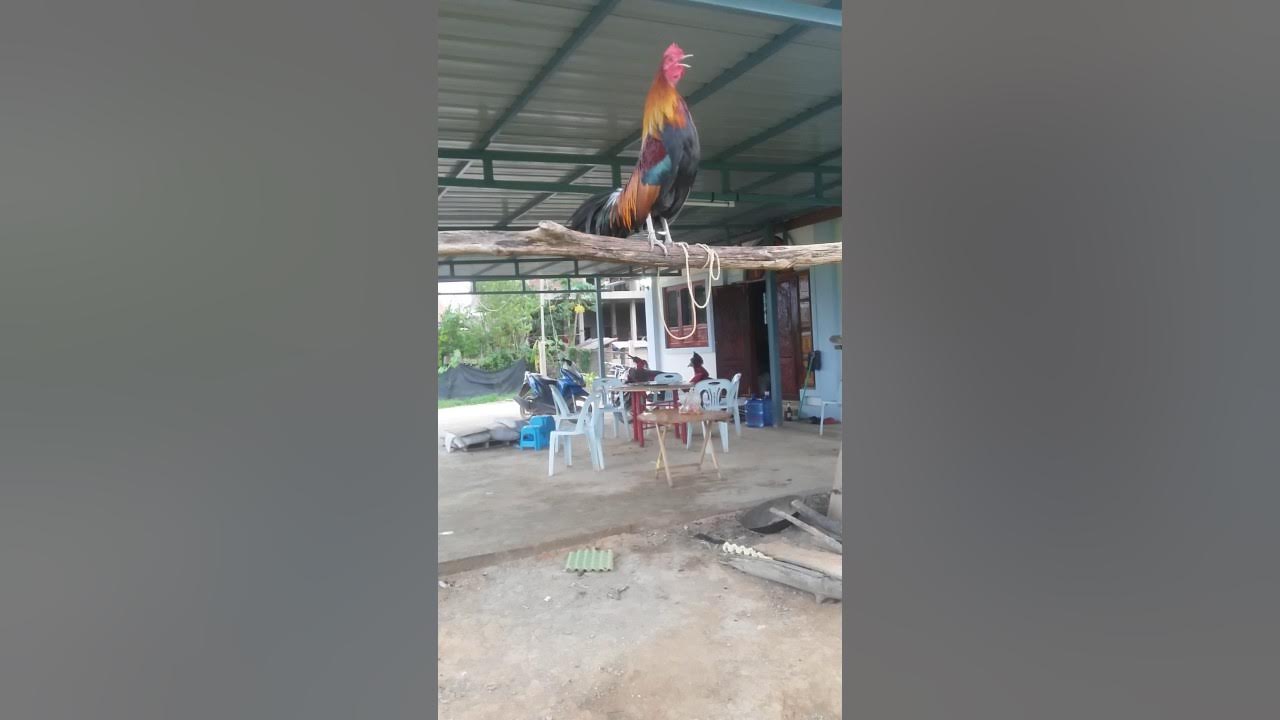 tus lau qaib no dib qaib qus tuaj zoo kawg li - YouTube