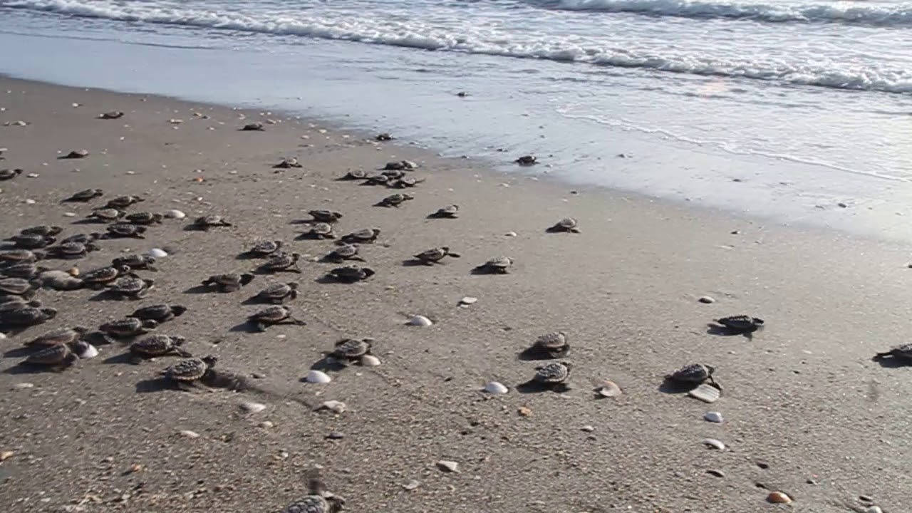 Loggerhead Sea Turtle Hatchlings - YouTube