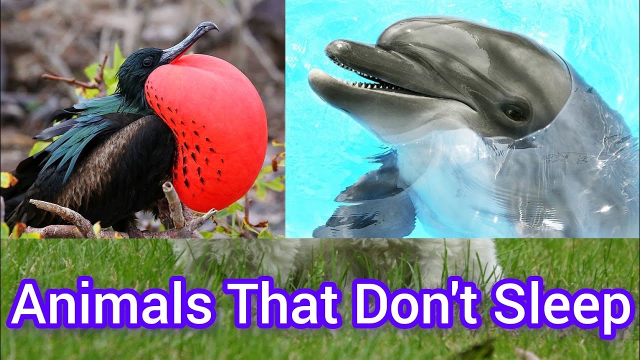 No Rest for the Wild: The Intriguing World of Sleepless Hunters - YouTube