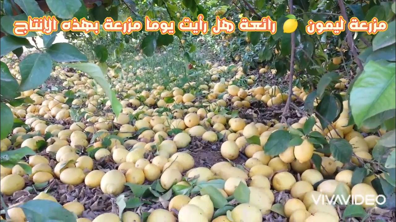 ليمون 🍋 هل رأيت يوما مزرعة بهذه الإنتاج Youtube