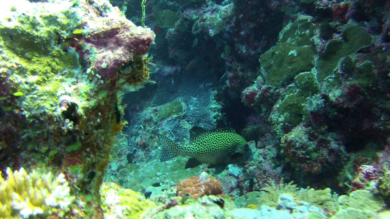 Many Spotted Sweetlips - YouTube