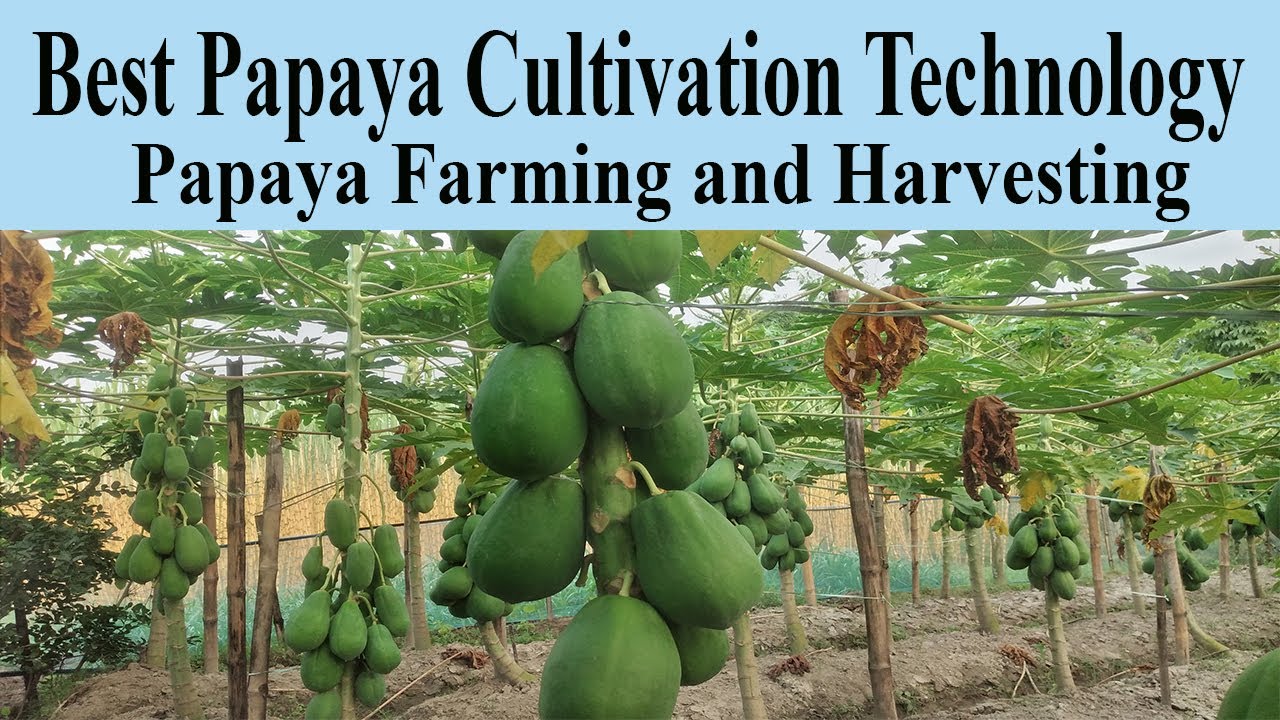 Best Papaya Cultivation Technology, Papaya Farming and Harvest, Papaya ...
