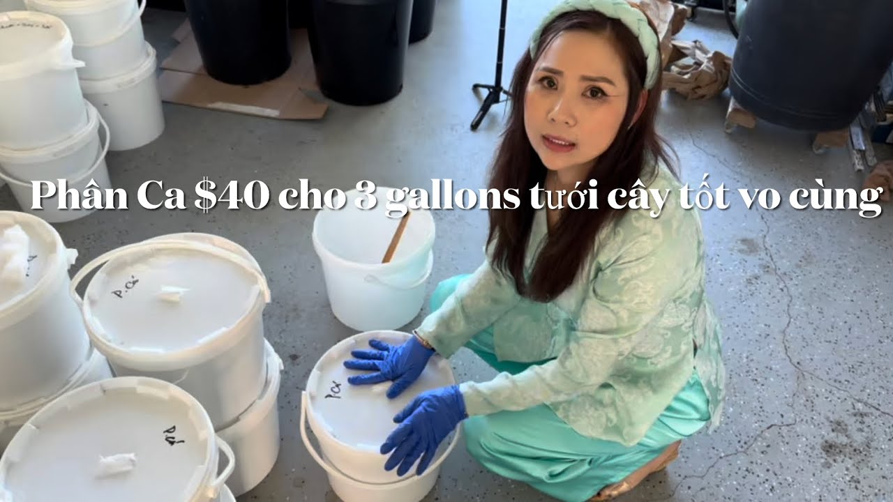 Nga sang,714-797-0539 phân ca,phân chuối tuoi cây rất tốt cay khỏe,quá rẻ 3 gallon $40 - YouTube