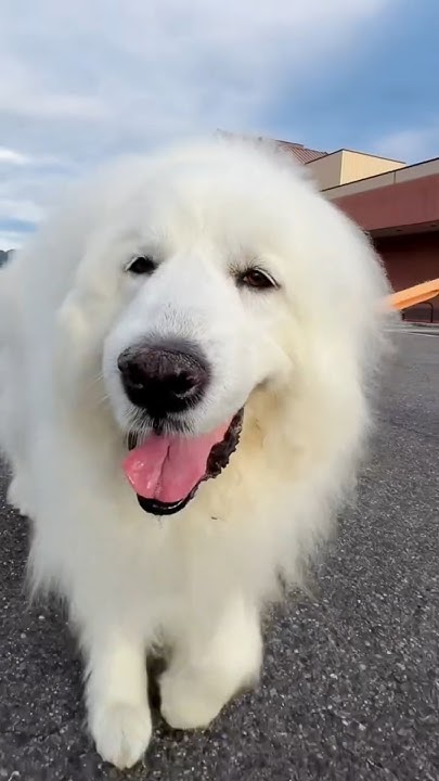 Great Pyrenees: The Gentle Giant with Protective Instincts #shorts #dog ...