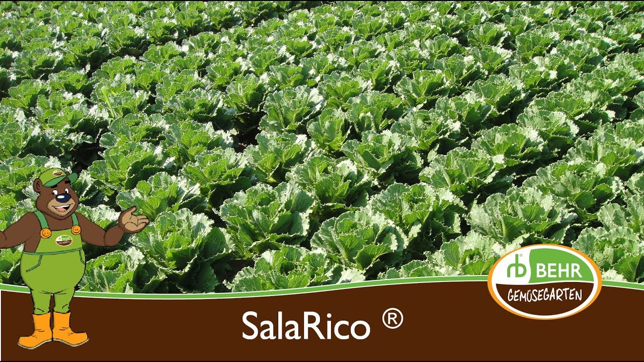 Der SalaRico® und die Rehe - YouTube