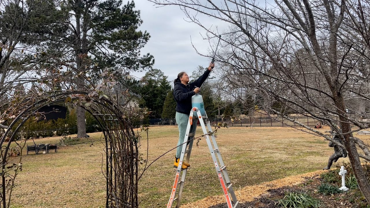 Spraying fruit trees with Copper Fungicide - YouTube