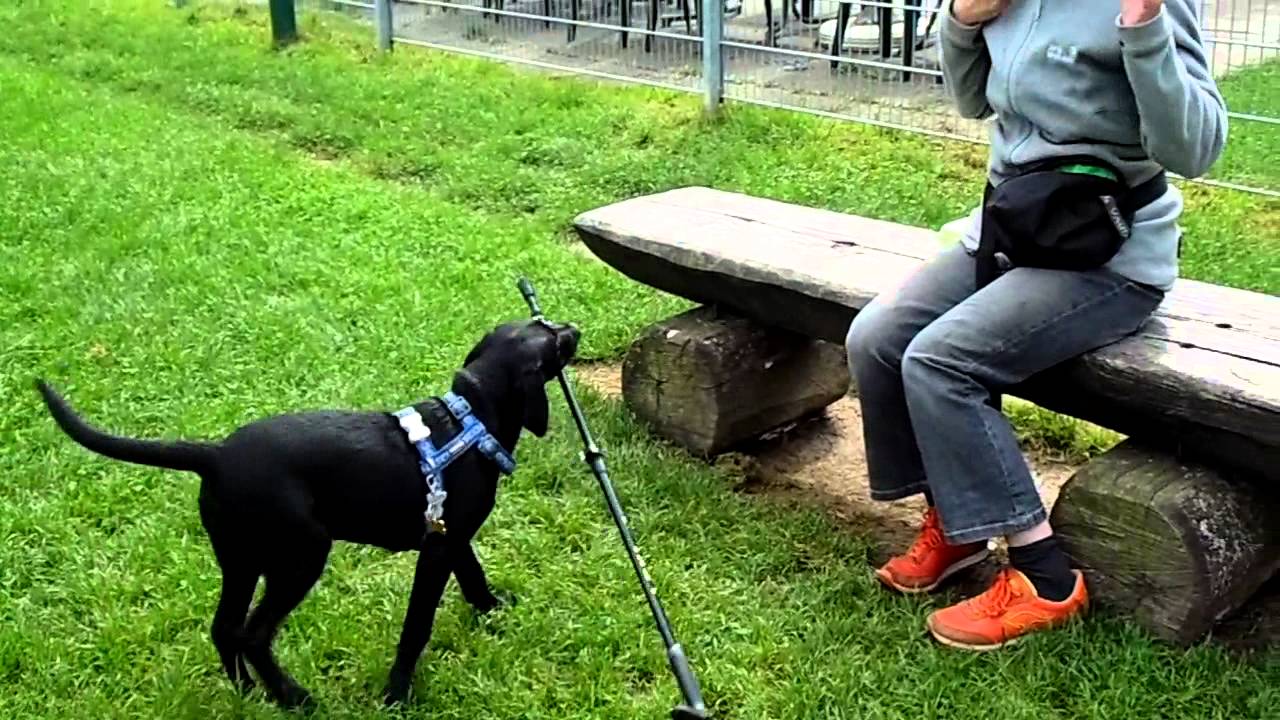 Basima apportiert den Laufstock - YouTube