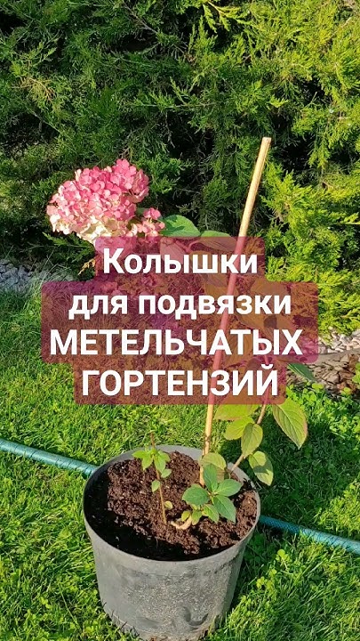 Опоры для подвязки метельчатых гортензий, какие лучше? - YouTube