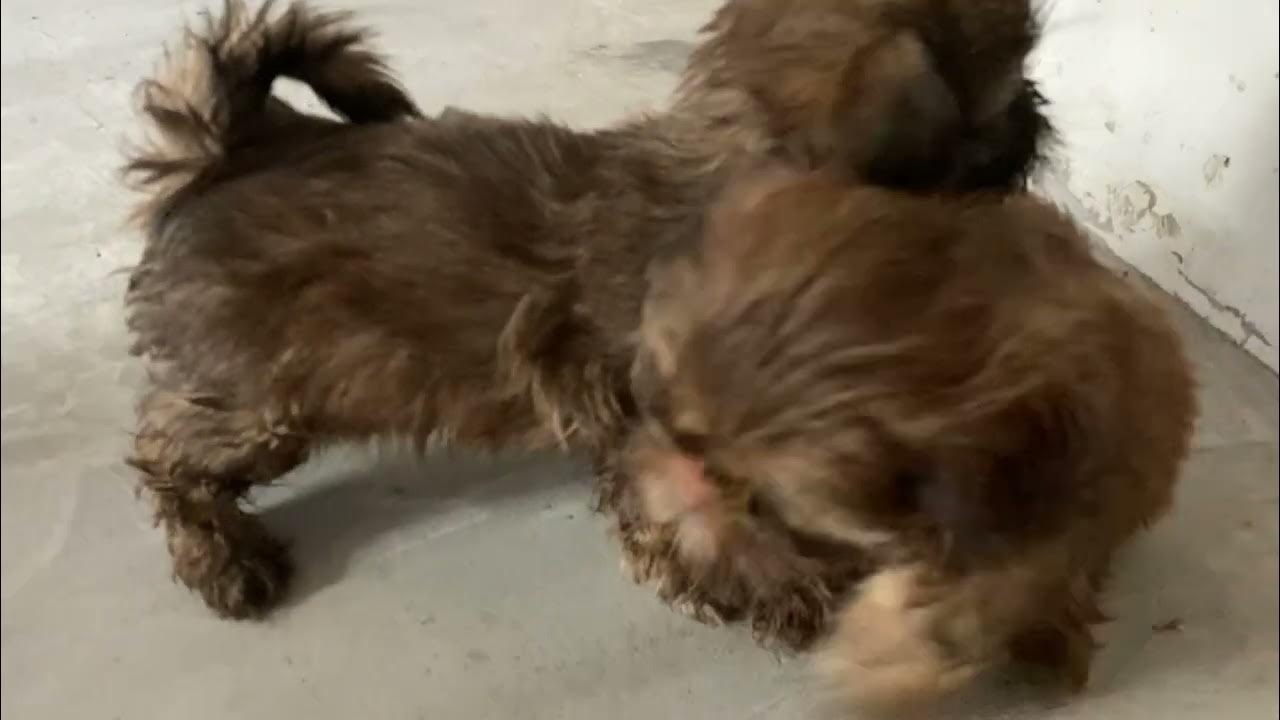 Shih Tzu Newborn Puppies Batch 2 Day 49 - YouTube