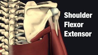 Shoulder Flexors And Extensors Muscles Of Shoulder Shoulder Flexor And Extensor Muscles Deltoids ...
