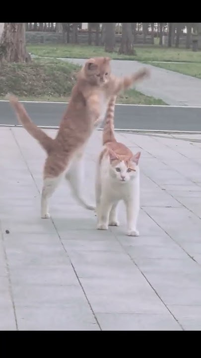 Tingkah laku kucing yang bikin ngakak - YouTube