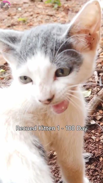 Timelapse Rescued Kitten Day 1 - Day 100 Cute😍😍 #kucing #kucinglucu #kitten #suaraanakkucing ...
