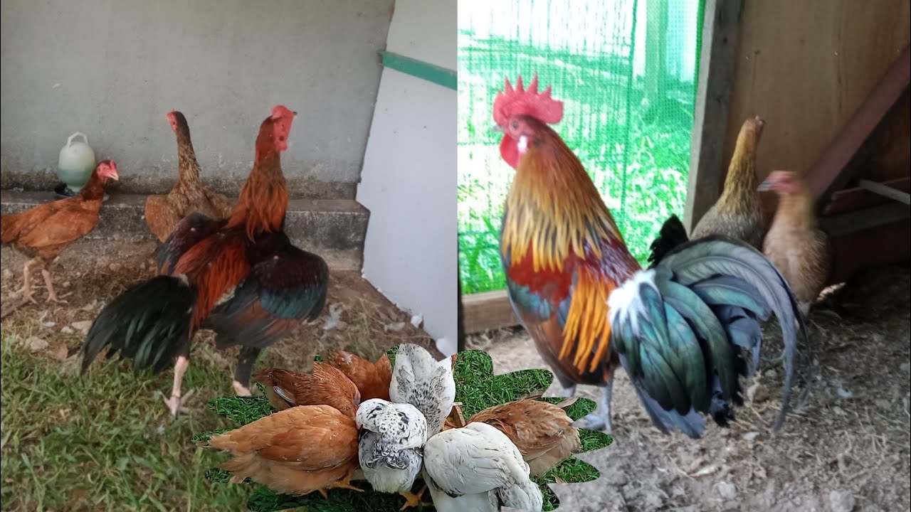 Ternak ayam kampung di Malaysia || Jenis ayam kampung Malaysia - YouTube