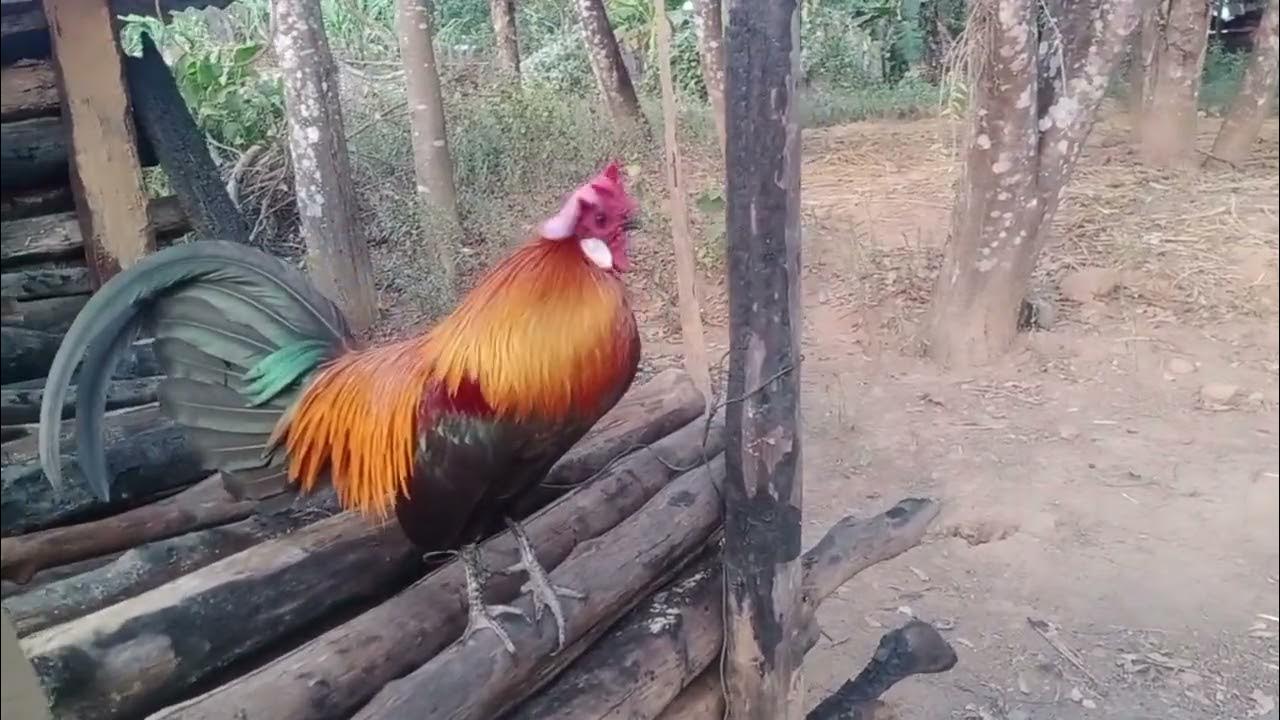 qaib dib tuaj Zoo nawb - YouTube