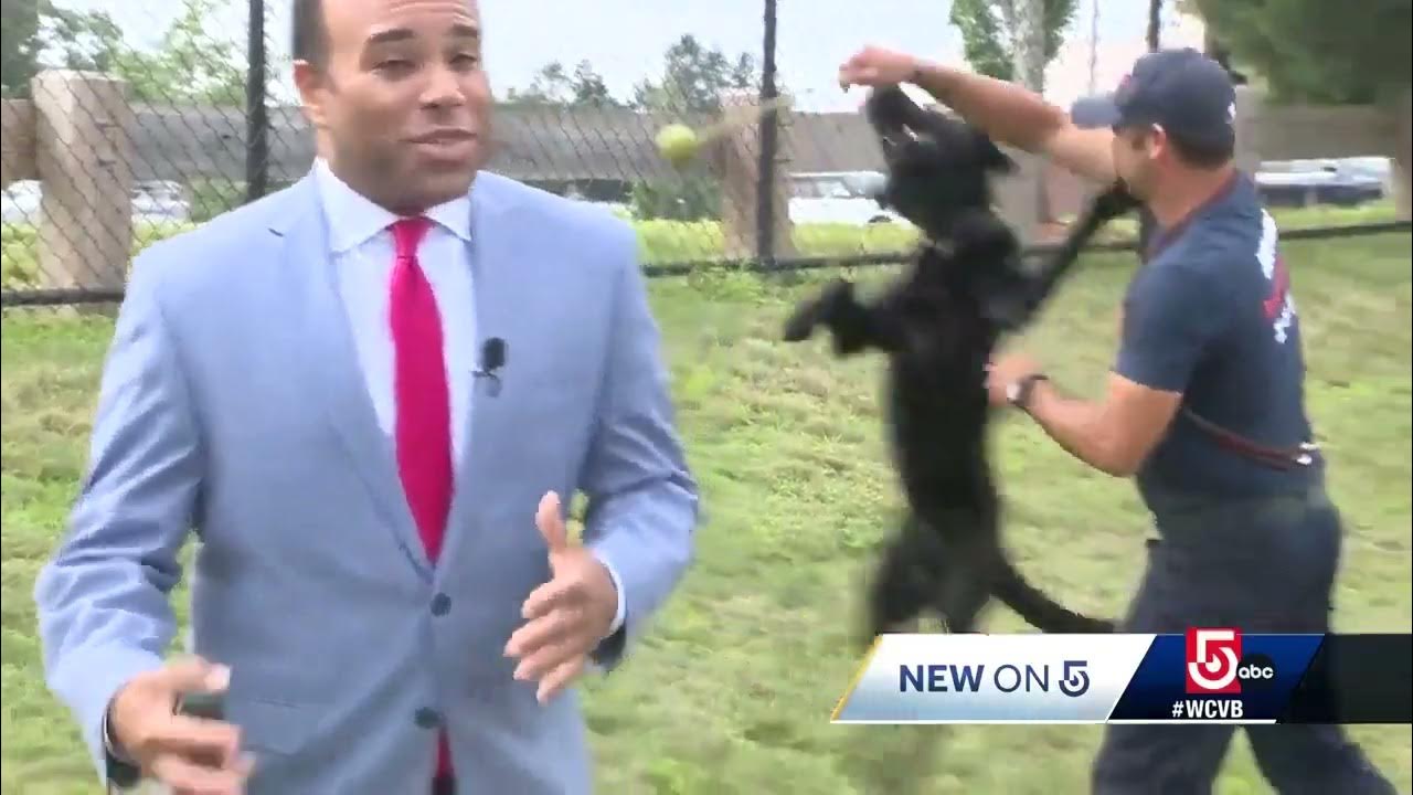 Specially trained dog's skills are in high demand during grim ...