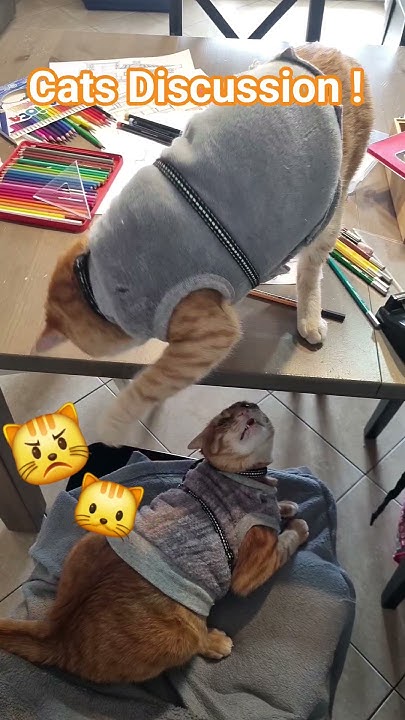 Cat Discussion 😹 #cats #discussion #fight - YouTube