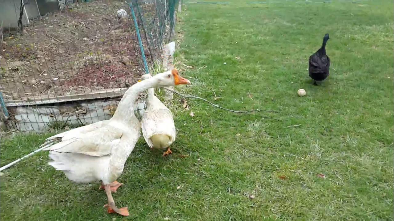 Chasing duck - YouTube