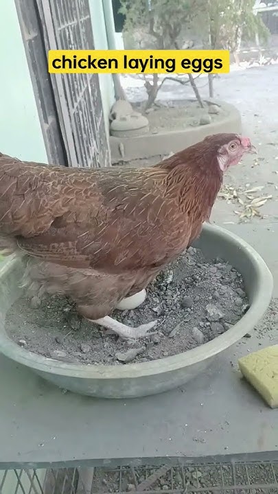 #chickenpet - YouTube