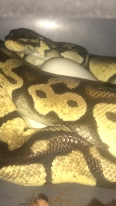 Trying to sneak a peek at ball python laying eggs #ballpython # ...
