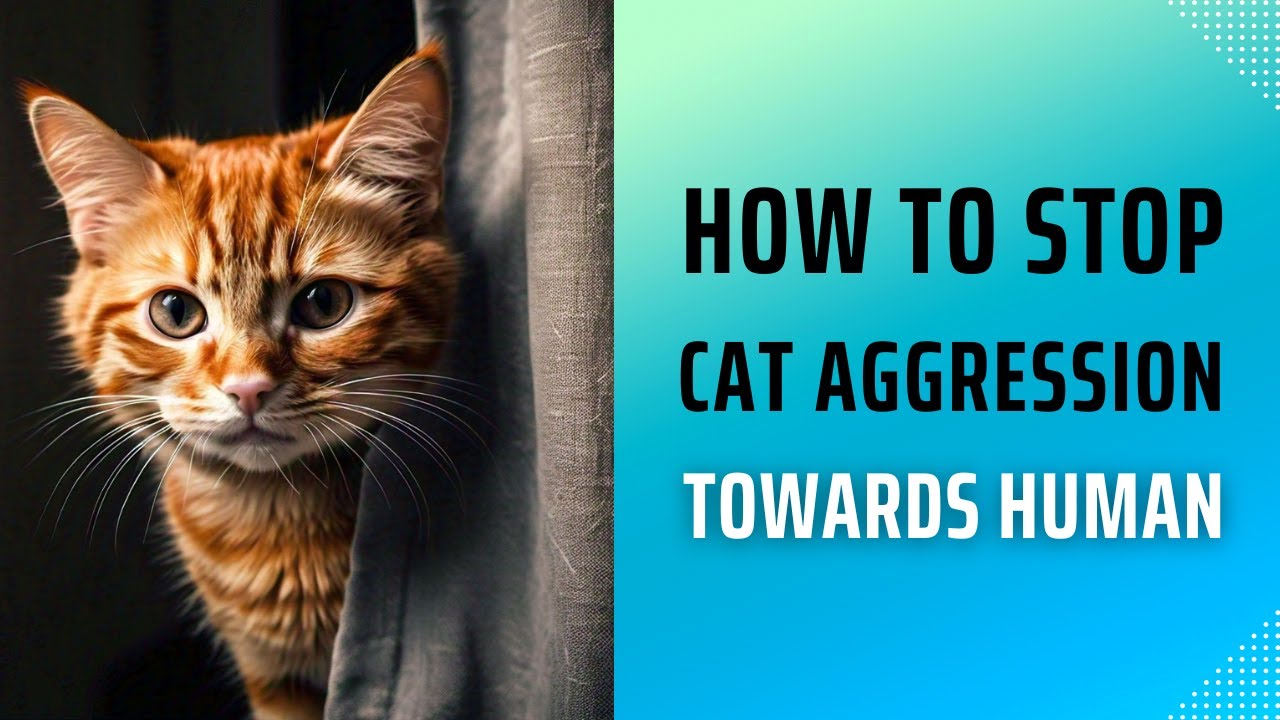 How to Stop Cat Aggression Towards Humans: Proven Tips! - YouTube