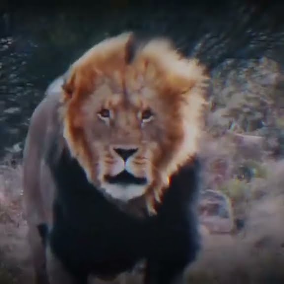 Scary Rasta 🦁 - YouTube