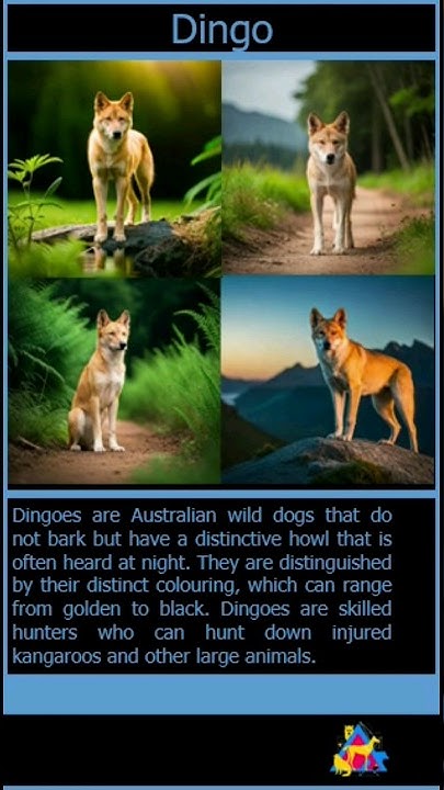 Dingo Facts: The australian wild Dog! - Animal Adventure Ave. - YouTube