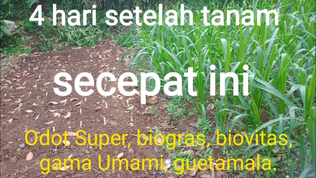 review tanaman Odot super, biogras, biovitas, gamau Umami, guetamala ...