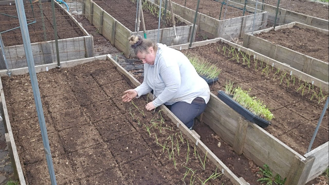 Planting out the first crops of the year, carrots and onions are now in ...
