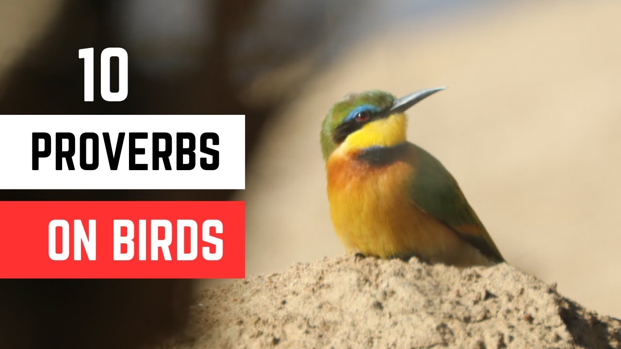 African Proverbs on Birds - YouTube