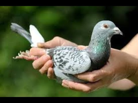 Amazing Pigeons: My talk on pigeons will blow your mind!!! - YouTube