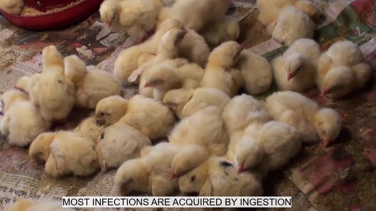 Avian Reovirus Infection - YouTube