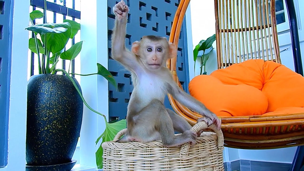 POLEE Raise Hand To Proud Himself Be A Top One. - YouTube