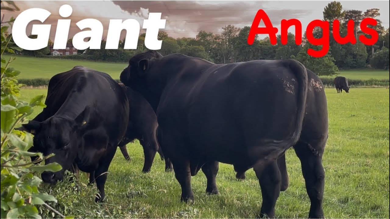 Giant Angus! How big can he be? - YouTube
