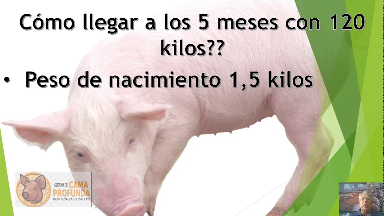 encima Polvoriento Ordenador portátil cuanto pesa un cerdo protesta ...