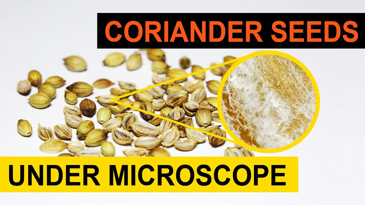 Coriander Seeds (Chinese Parsley or Dhania/धनिया) Magnified Under ...