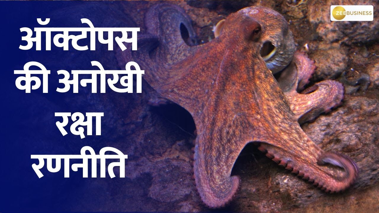 Octopus’ Unique Defense Strategy | Amazing Survival Tactics! - YouTube