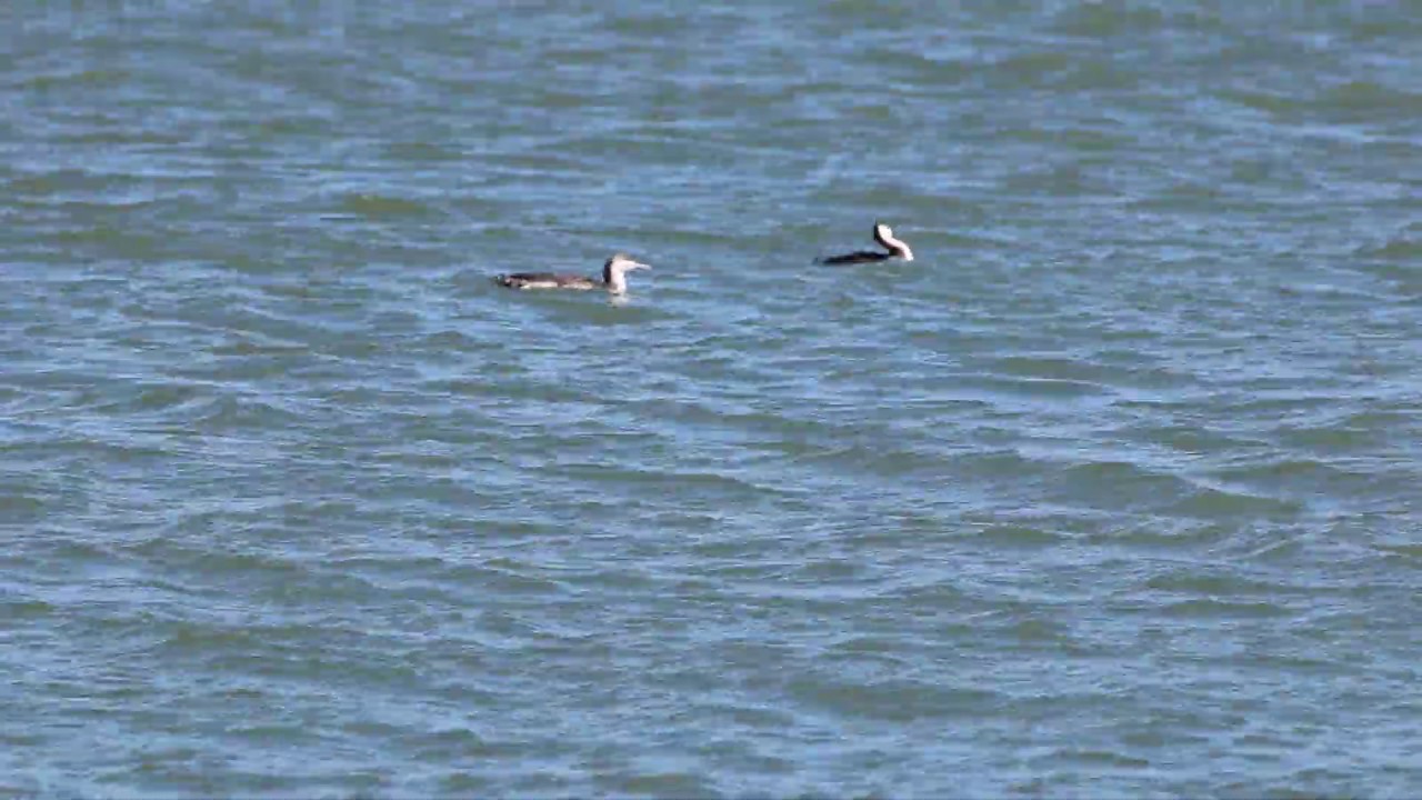 Red-Throated Loon & Western Grebe HQ HD - YouTube