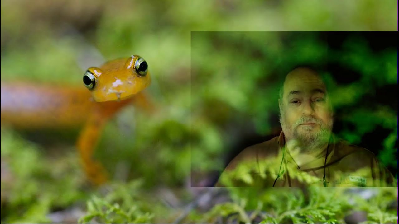 38 Amphibia Batrachia - YouTube