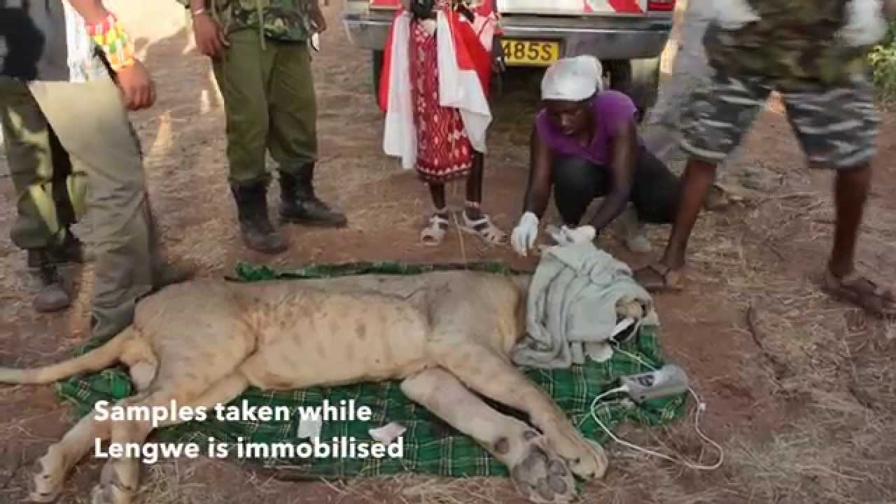 Lion With Fractured Leg Gets X-Ray by Wildlife Vets - YouTube