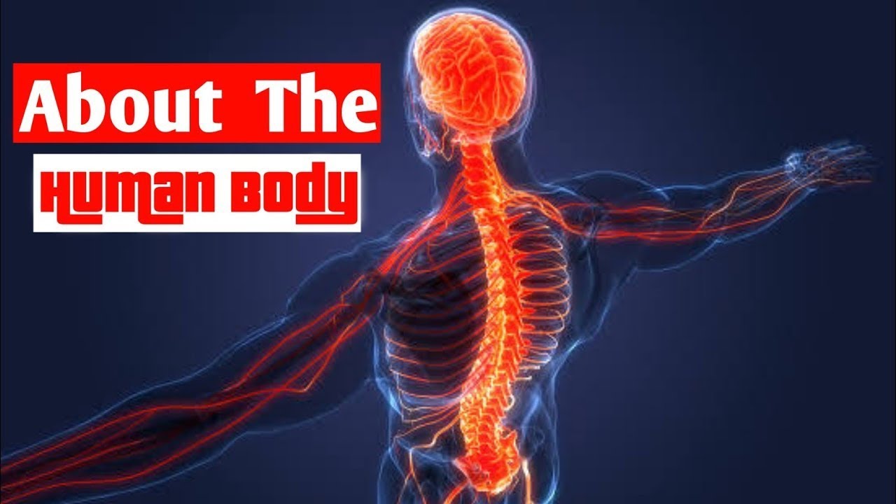 About The Human Body | The Human Body | Facts About the Parts of the ...