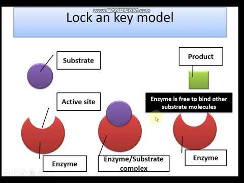 Enzyme Introduction and lock and key model - YouTube